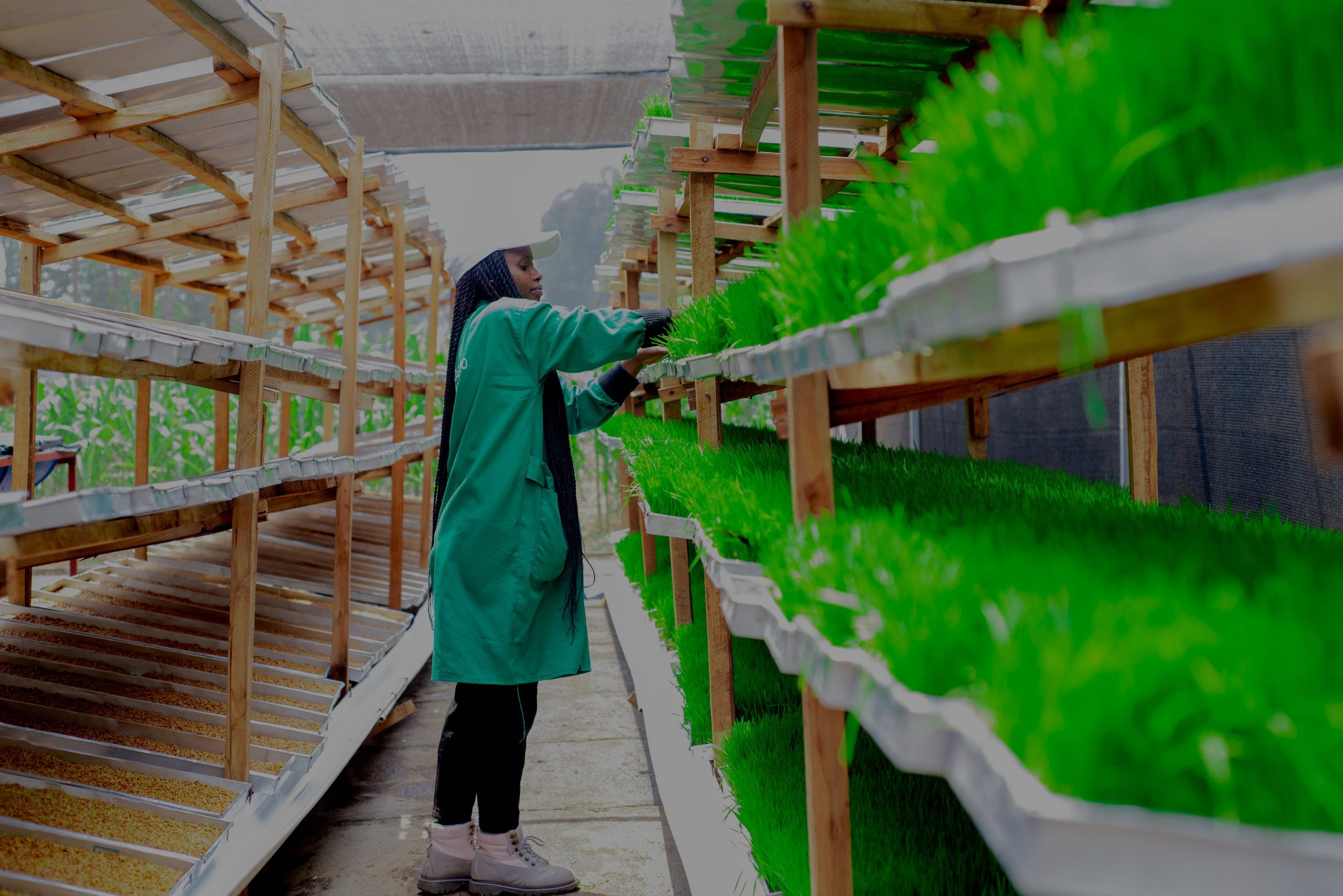 URUHIMBI KAGEYO COOPERATIVE (UKC) – Hydroponic Fodder that is ...